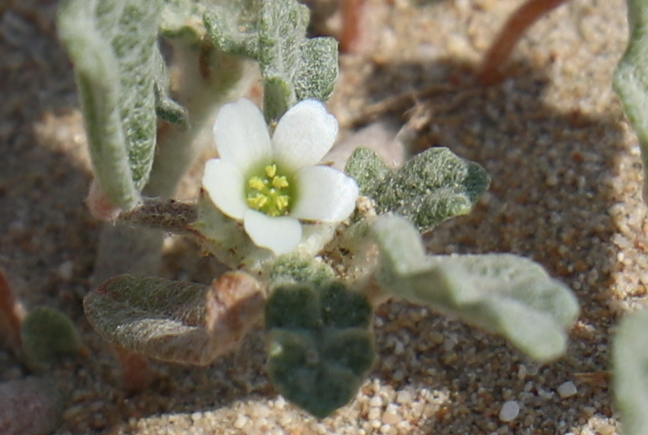 Neurada procumbens L.