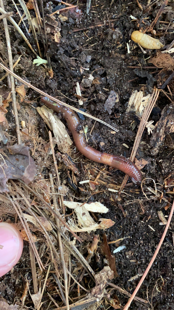 Common Earthworm from Marquette on September 04, 2022 at 03:33 PM by ...