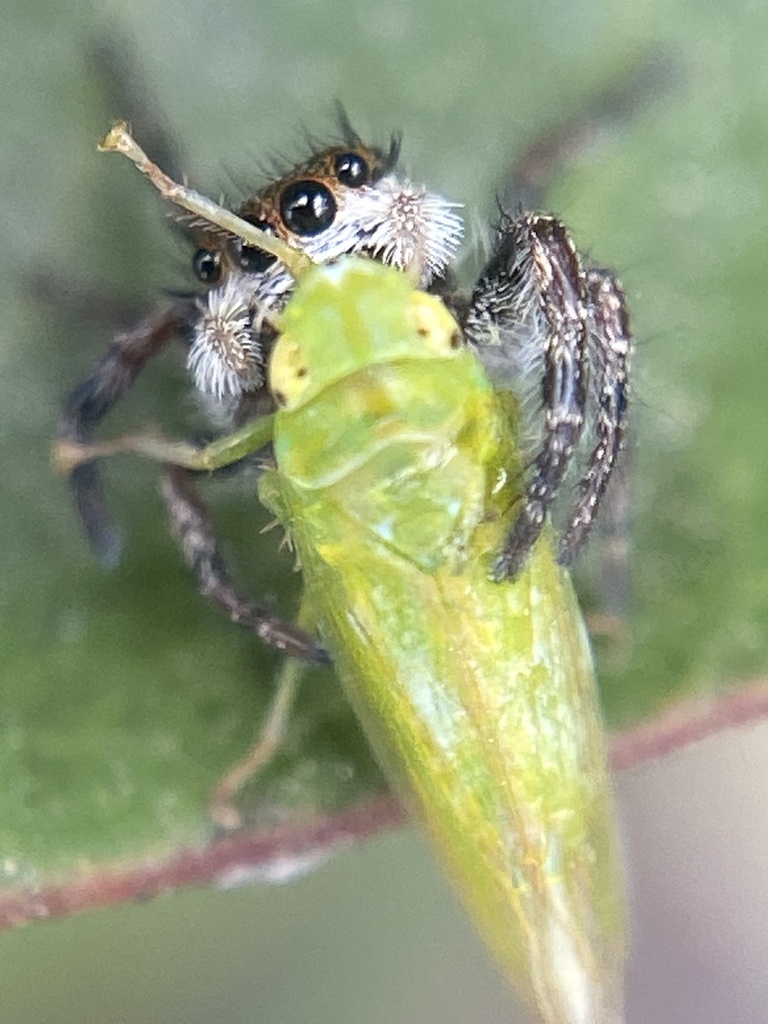 Phoenix Jumping Spider from Mission Trails Regional Park, San Diego, CA ...
