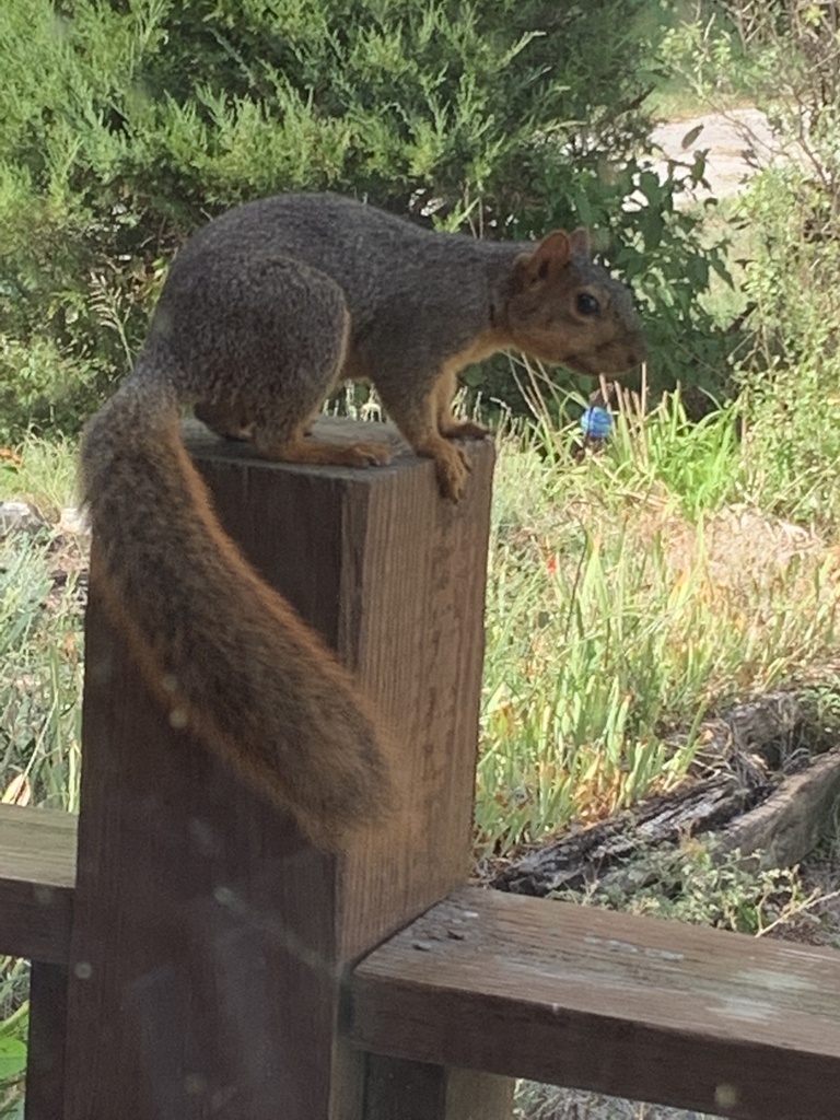 Fox Squirrel from K-39, Fort Scott, KS, US on September 04, 2022 at 03: ...