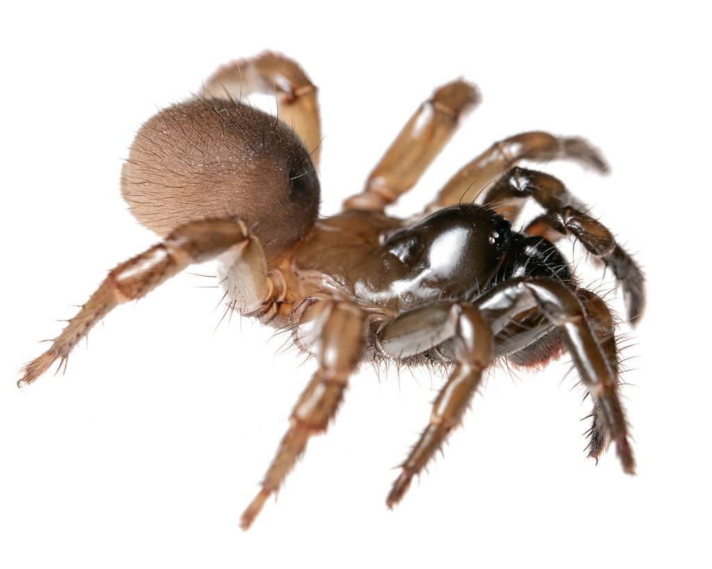 Aliatypus erebus from Madera County, CA, USA on March 30, 2021 at 10:25 ...