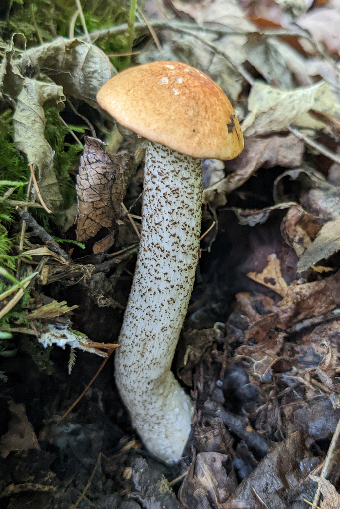 Orange Birch Bolete from Essex County, Vermont, USA on September 3 ...