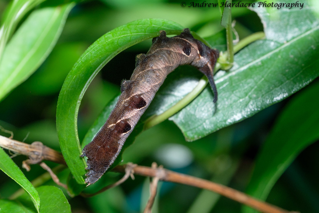 Neogurelca hyas (Common Caterpillars of Hong Kong) · iNaturalist