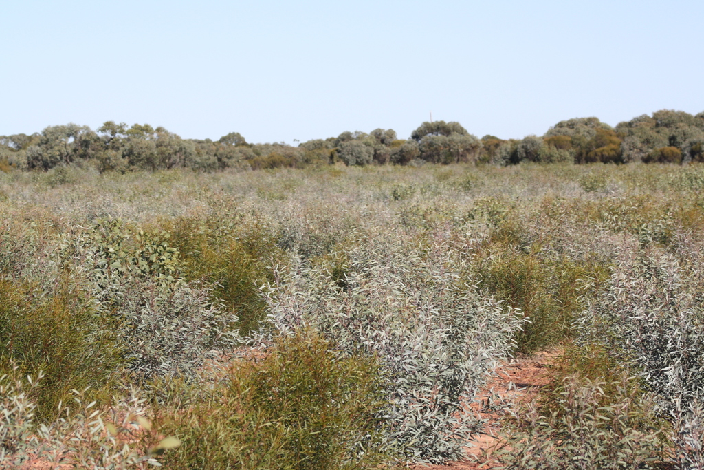Blue Mallee (Eucalyptus polybractea) - Botanical Realm