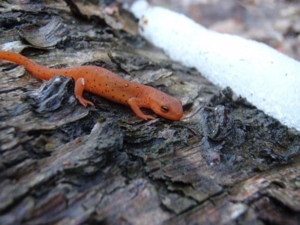 Red-spotted Newt in April 2009 by stevethesnakeguy · iNaturalist