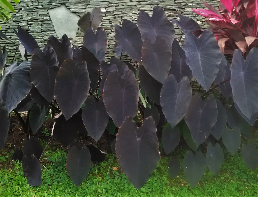 Mafafa morada (Plantas de Villavicencio) · NaturaLista Colombia