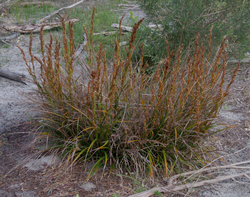 large flowered bog-rush (Ammothryon grandiflorum) - Botanical Realm
