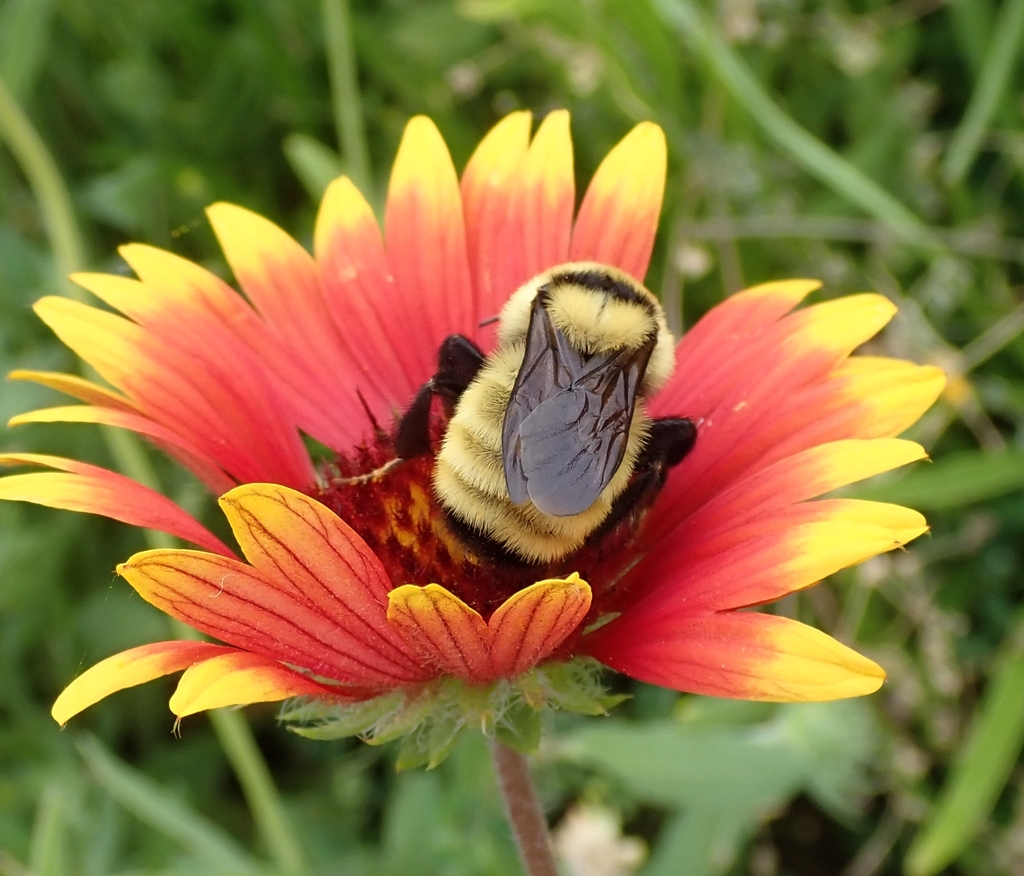 Golden Northern Bumble Bee from Okanogan County, WA, USA on September ...