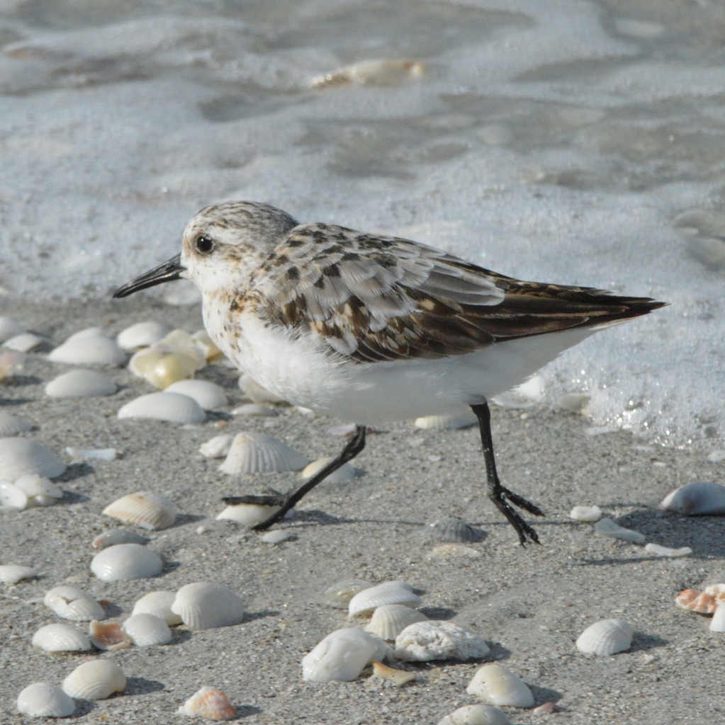 Sanderling from Sanibel Island on August 15, 2015 at 09:21 AM by Jean ...