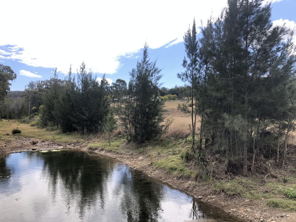 River sheoak from Fifteen Mile QLD 4352, Australia on August 16, 2021 ...