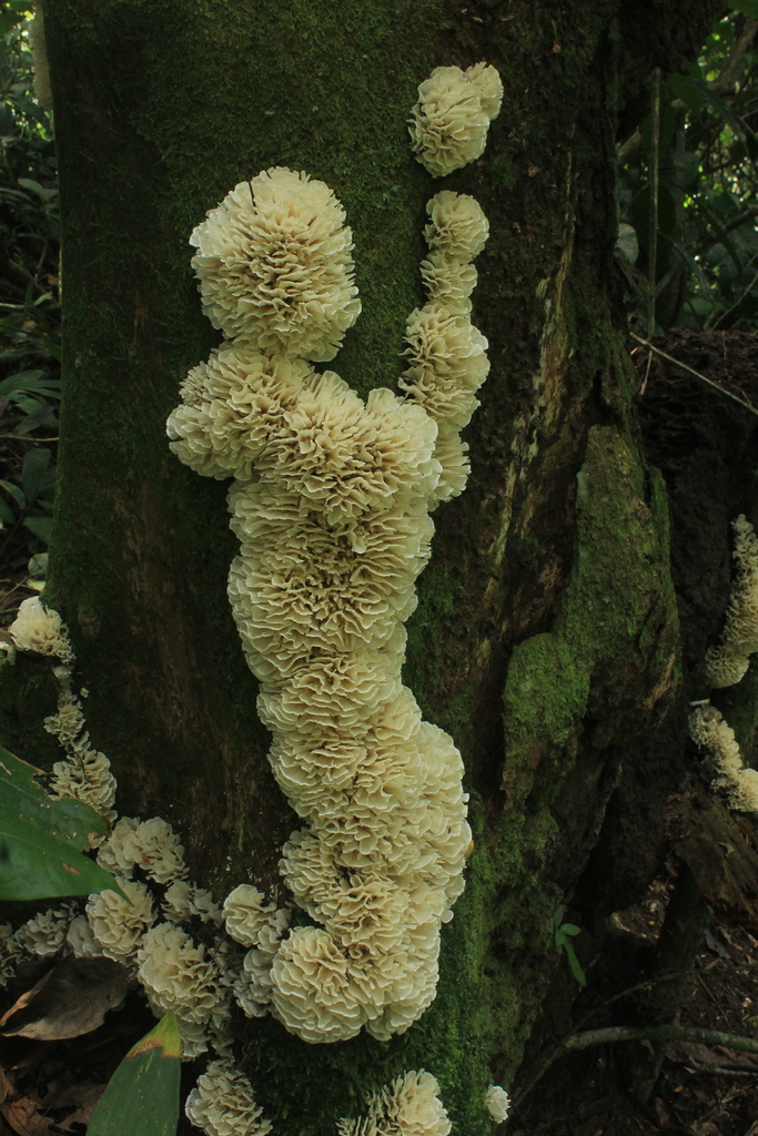 poretooth rosette from San Juan de Arama, Meta, Colombia on August 28 ...