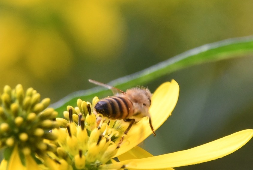 Western Honey Bee from Pendleton County, WV, USA on September 04, 2022 ...
