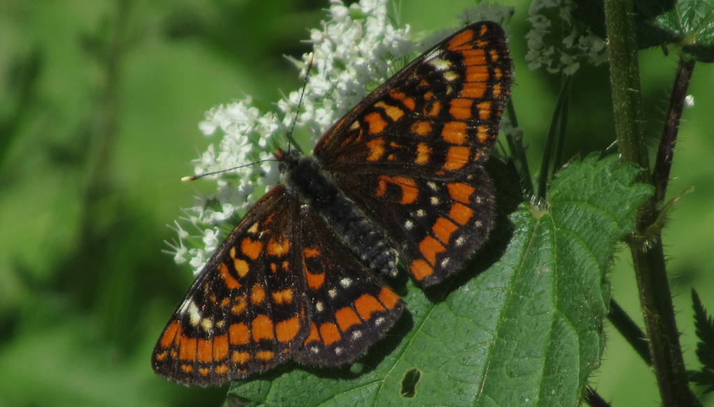 Scarce Fritillary from Budureasa, Romania on June 22, 2017 at 11:41 PM ...