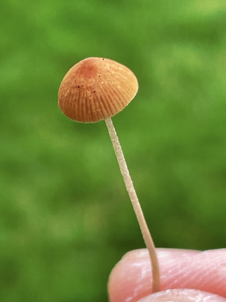 Conocybe smithii from Ivanhoe Park, Bellevue, WA, US on September 04 ...