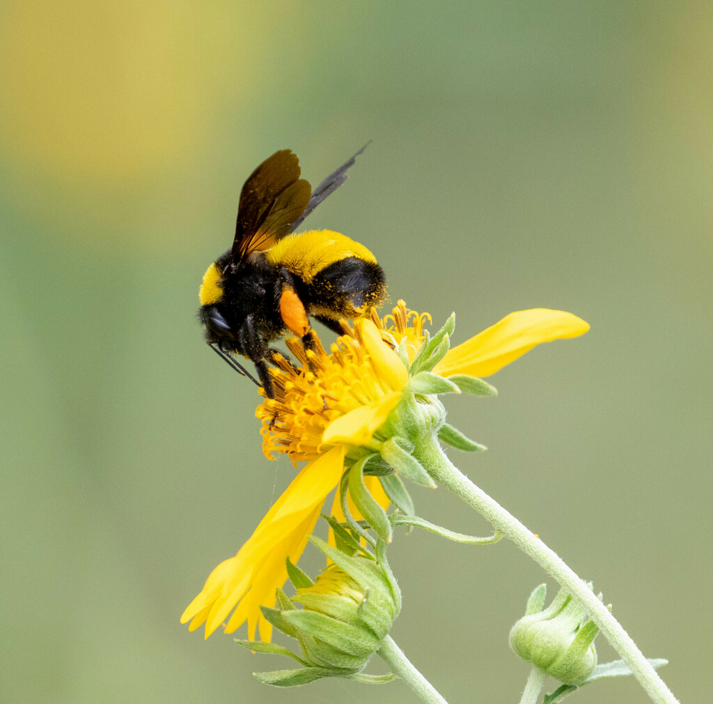 Sonoran Bumble Bee from Cochise, Arizona, United States on August 21 ...