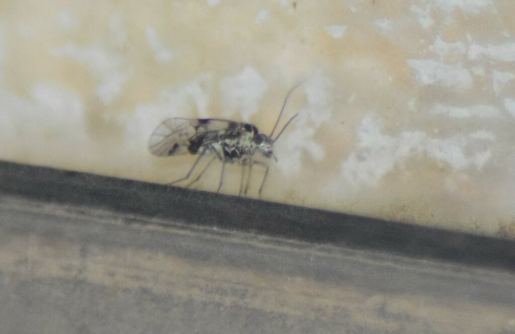 Psocomorpha from Allen, TX, USA on April 20, 2022 at 11:19 PM by ...