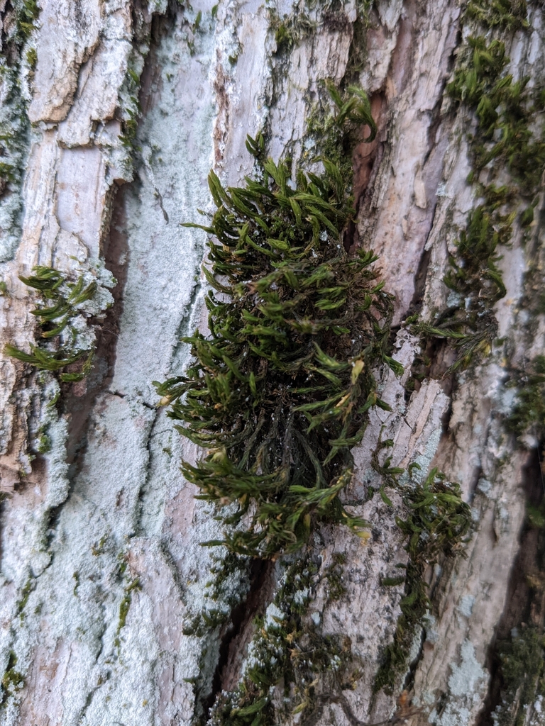 Lyell's Bristle-moss from Vancouver, BC V6Z 2M3, Canada on September 04 ...