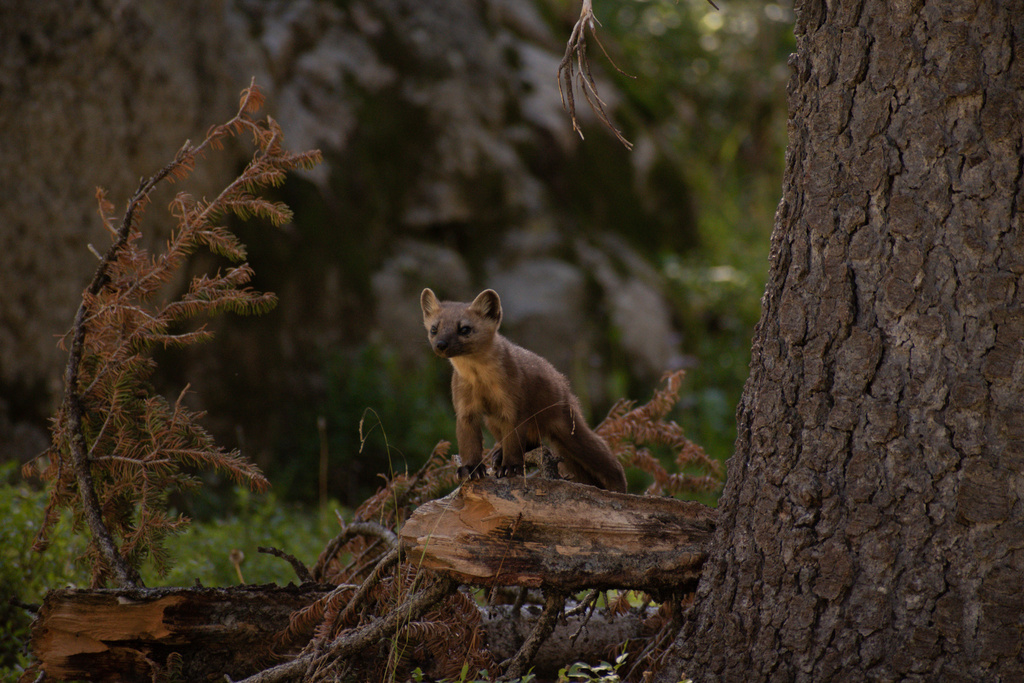 Pacific Marten from Granby, CO, US on September 4, 2022 at 10:06 AM by ...