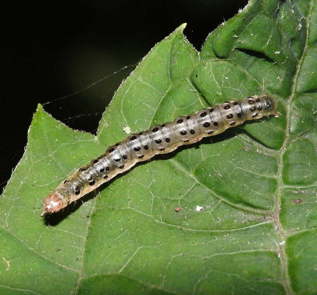 Carrot Seed Moth from Univ of Michigan Arboretum, Ann Arbor, MI, USA on ...
