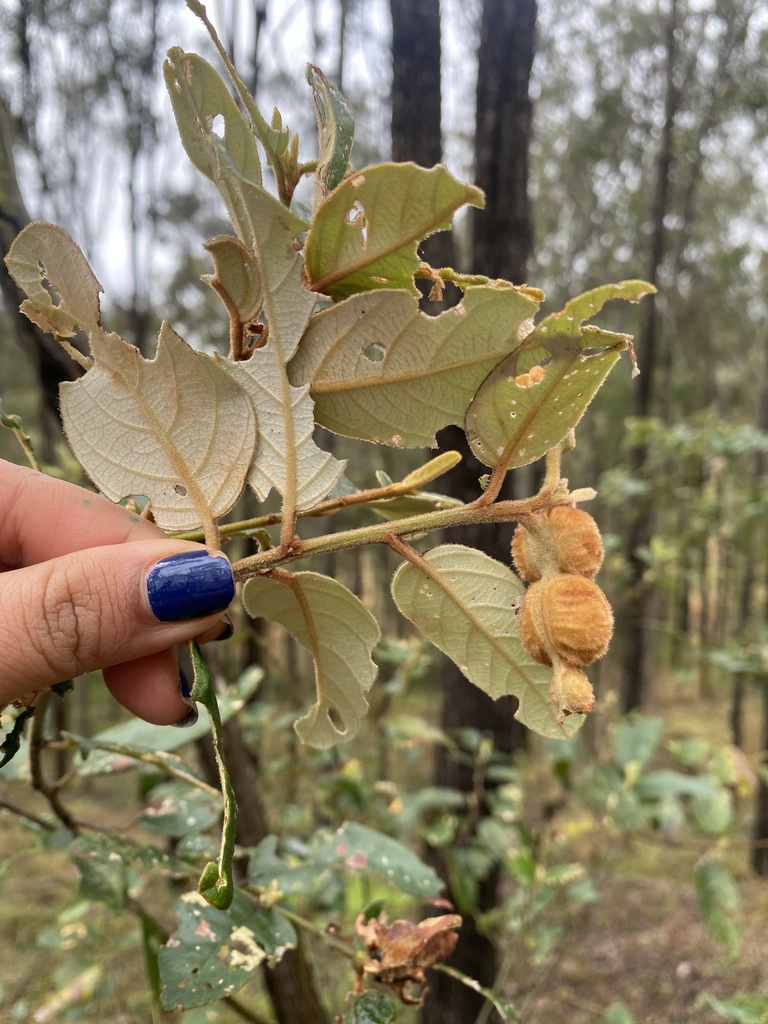 Red Ash from Koala Crossing Nature Reserve, Peak Crossing, QLD, AU on ...