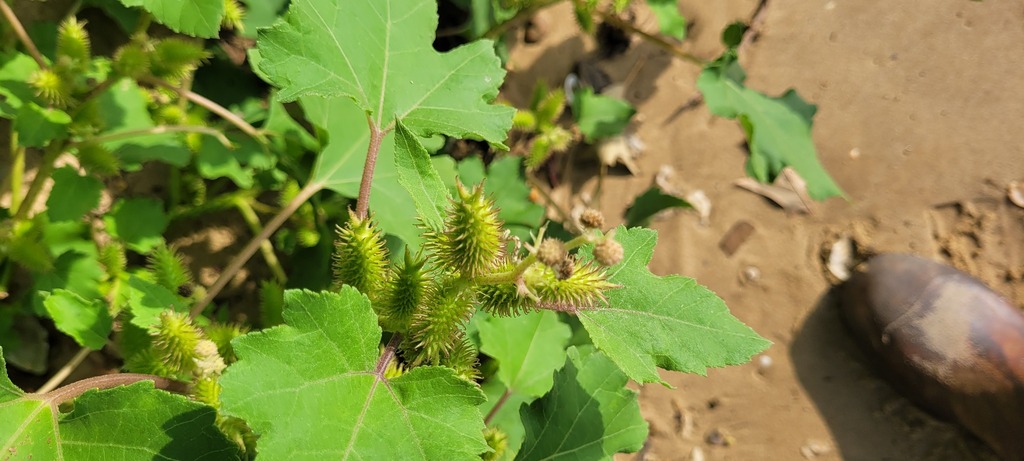 rough cocklebur from Charles, Maryland, United States on September 03 ...