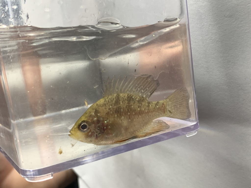 Blue-spotted Sunfish from Fox Lake, Titusville, FL, US on September 04 ...
