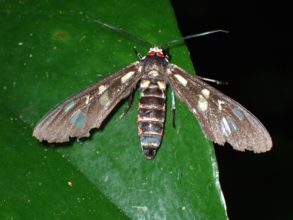 Euchromia rubricollis from North Tanna, VU-TF, VU on September 3, 2022 ...