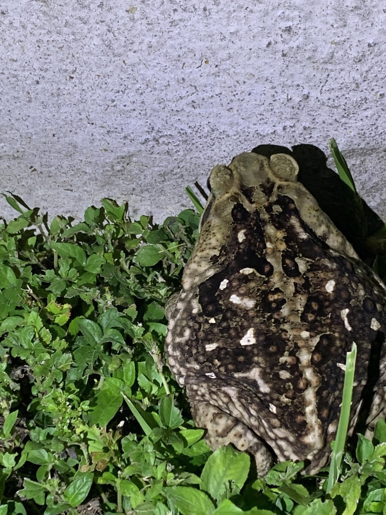Cane Toad in September 2022 by Lucas Garriga. Very high density of ...