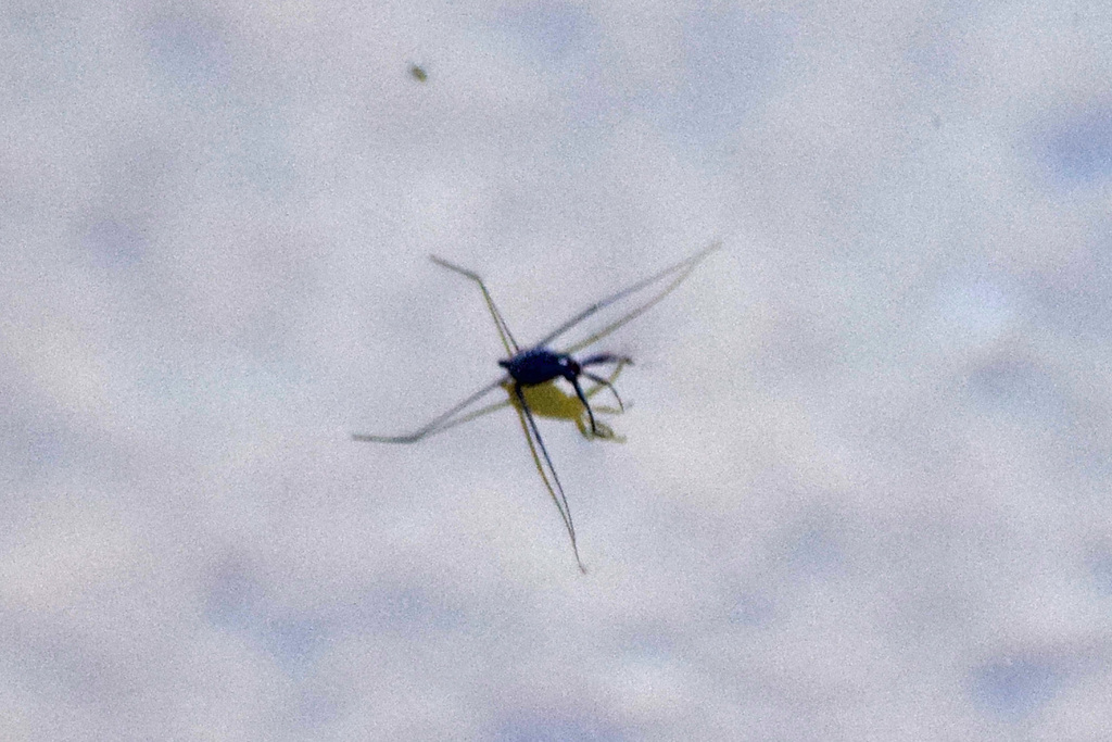 Metrobates hesperius from Lanark County, ON, Canada on August 31, 2022 ...