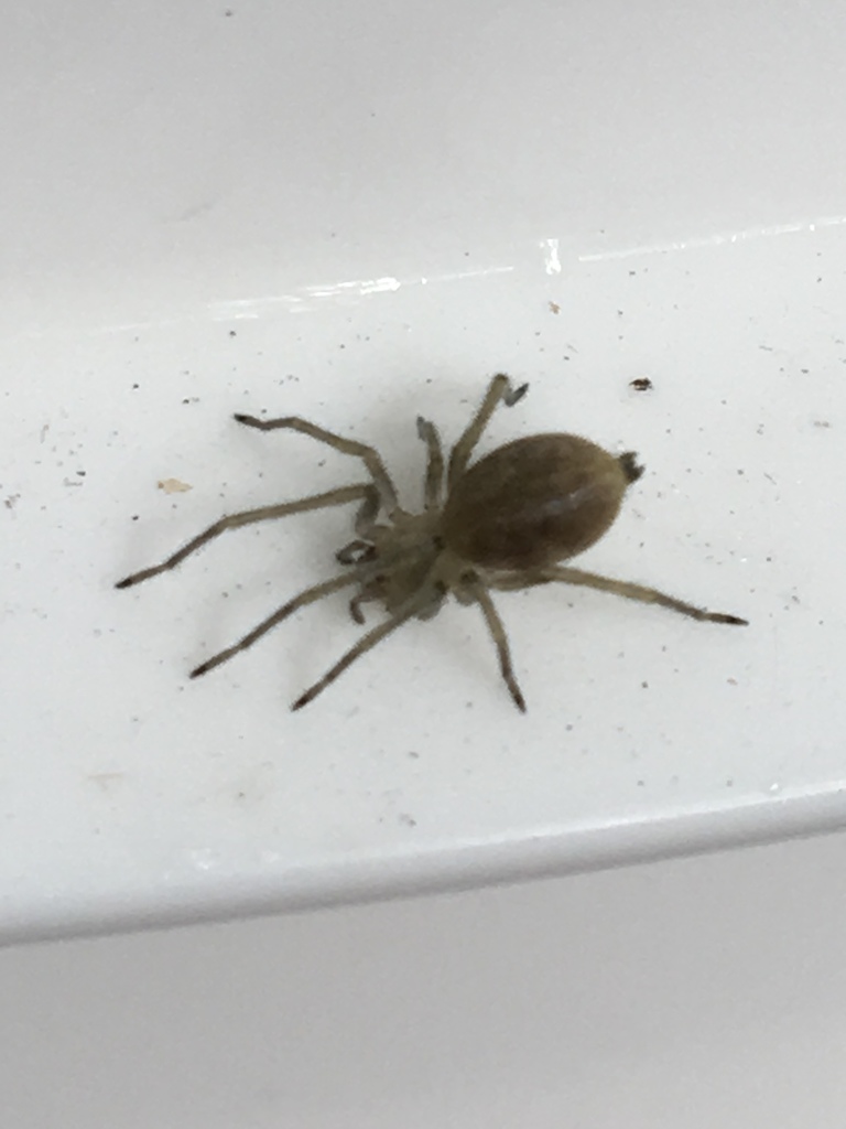 Longlegged Sac Spiders from 9 Martinsburg Rd, Mount Vernon, OH, US on ...