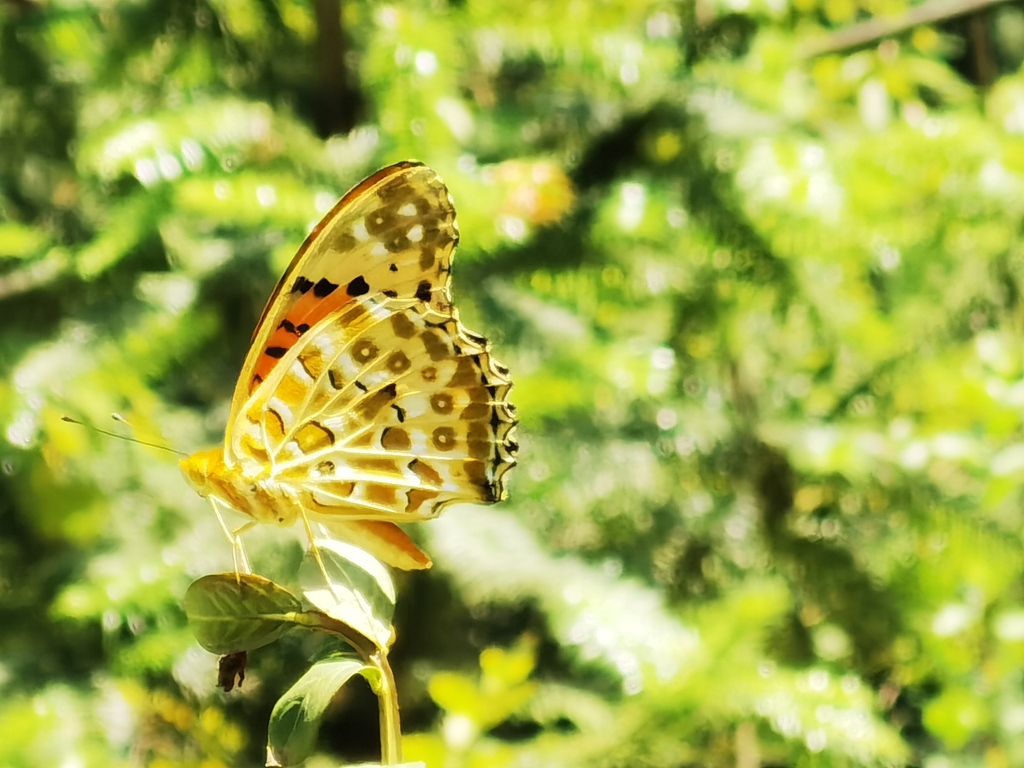 Tropical Fritillary from 中国重庆市江津区四面山 邮政编码: 646209 on August 14, 2022 at 11:52 AM by amicius ...
