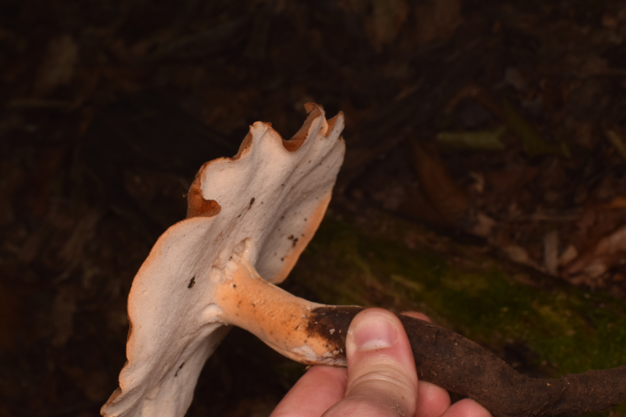 Polyporus radicatus Schwein.