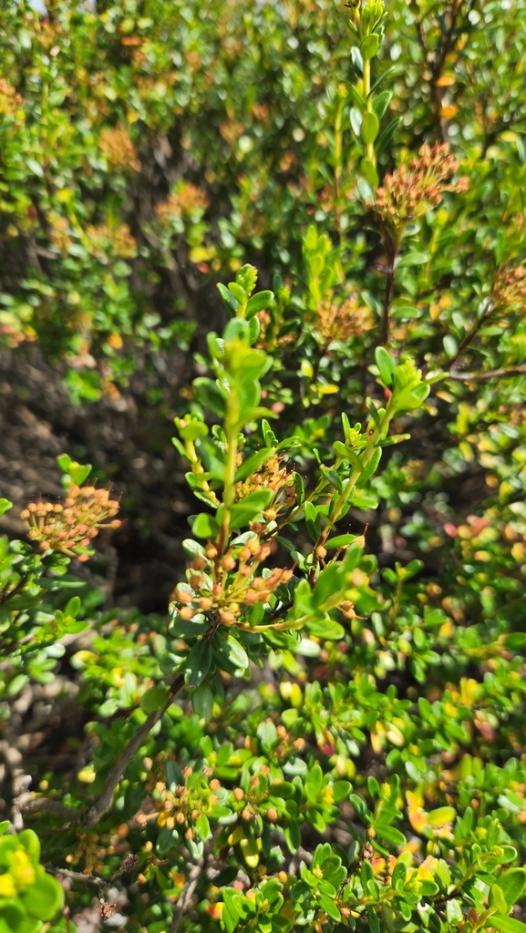 sand myrtle from Morganton, NC 28655, USA on September 3, 2022 at 02:18 ...