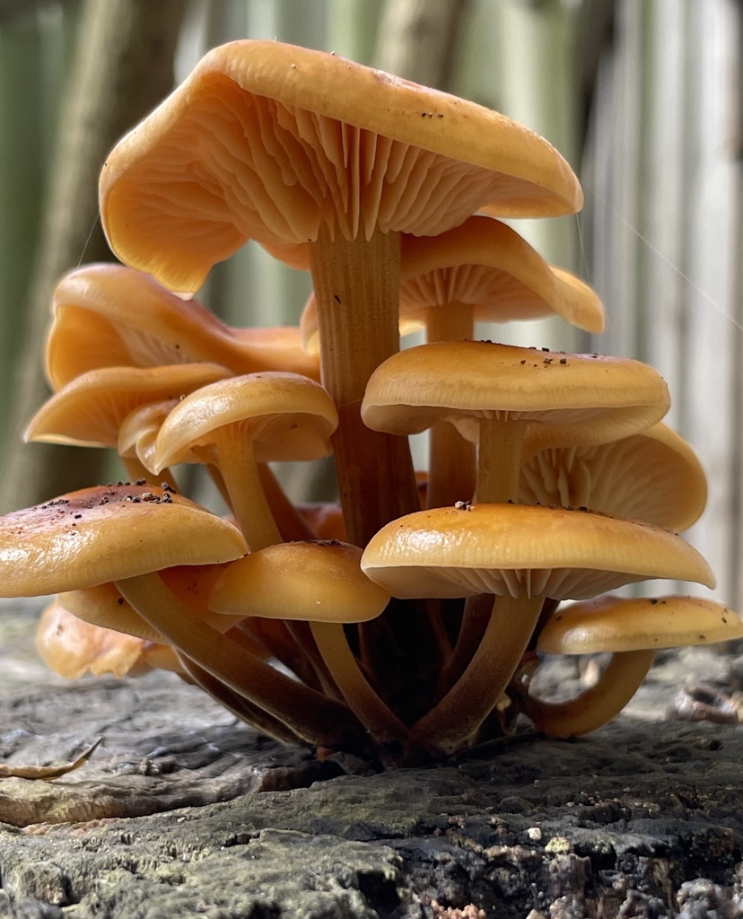 Velvet Foot from Boundary Tk E, Frankston South, VIC, AU on September ...