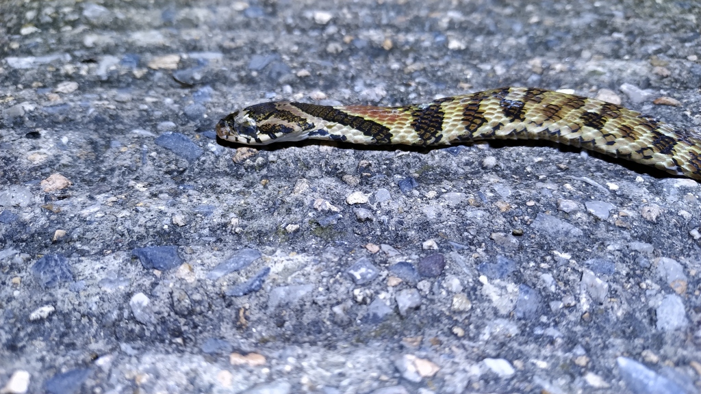 Chinese Bamboo Snake from 中国郴州市宜章县莽山 邮政编码: 424221 on June 12, 2020 at ...