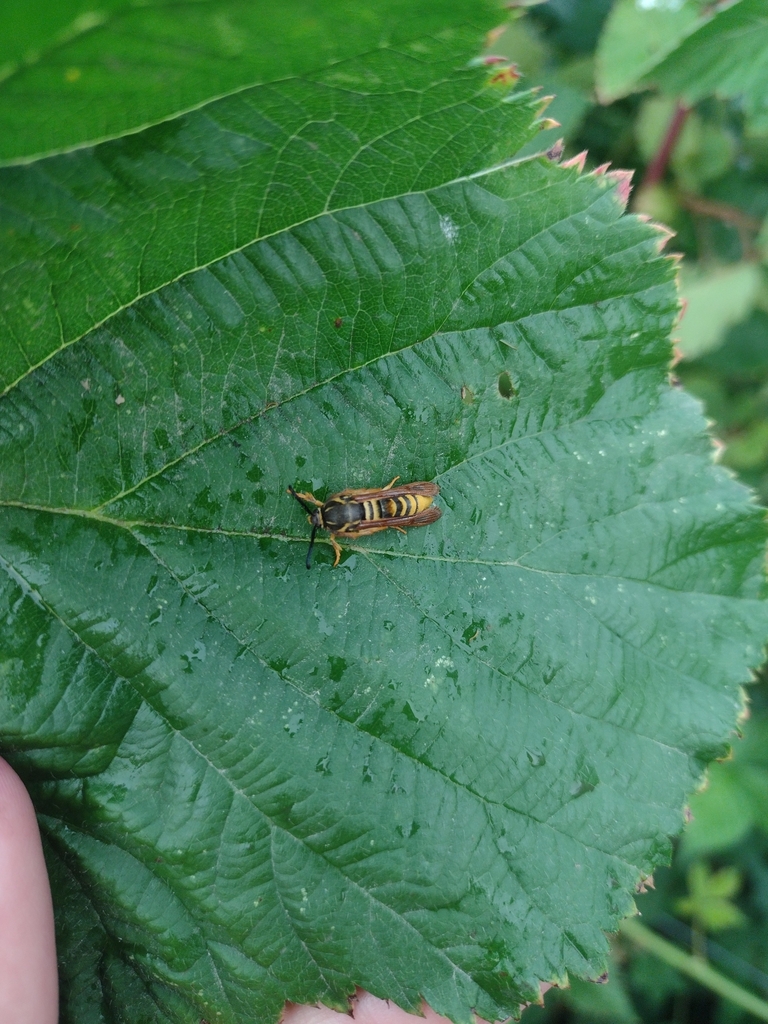 Raspberry Crown Borer from Mead, WA 99021, USA on September 3, 2022 at ...