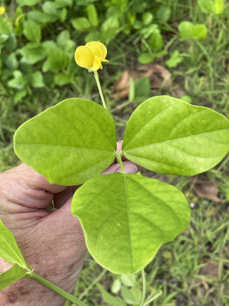 beach pea (Vigna marina) - Botanical Realm