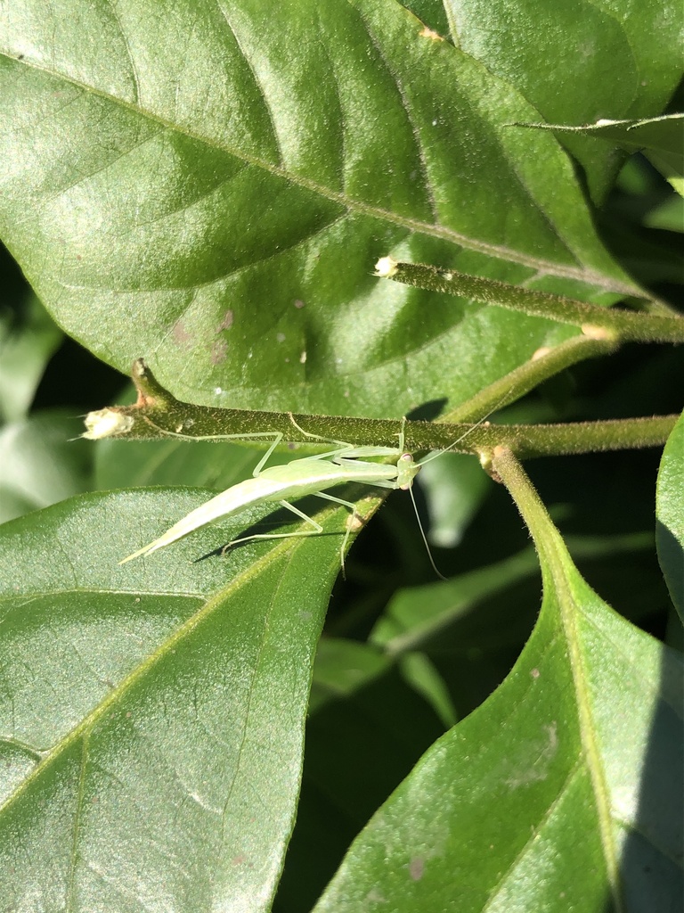 Snake Mantis from Toorak Rd, Toorak, VIC, AU on August 31, 2022 at 03: ...