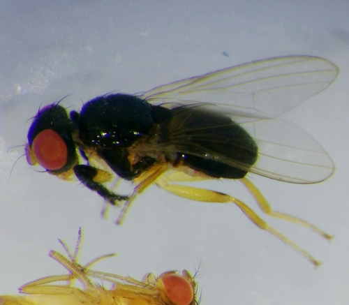 Piophila latipes · iNaturalist