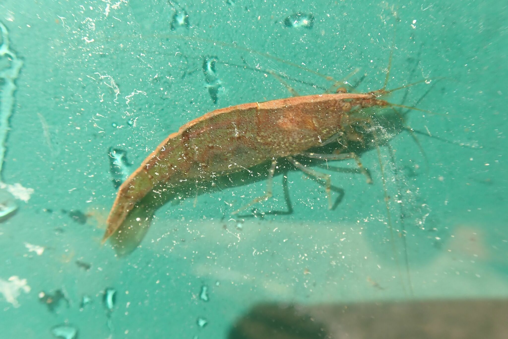 Caridina typus H.Milne Edwards, 1837