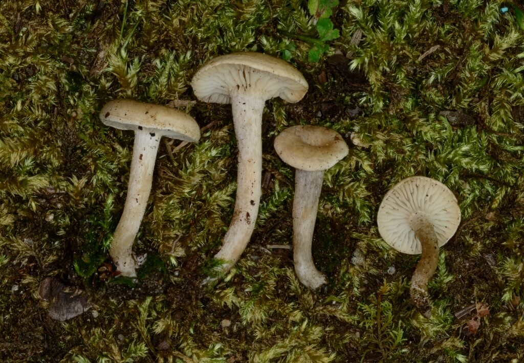 Pseudoomphalina compressipes from Henry's Woods, North Elba, New York ...