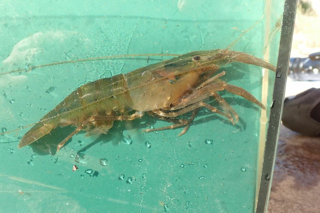 Madagascar scale prawn from Matigulu, Izimpohlo, South Africa on July ...