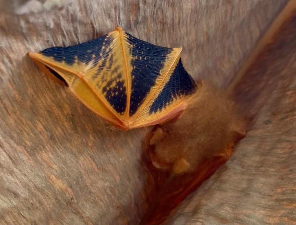 Painted Bat from Yangon, MM on September 5, 2022 at 01:22 PM by ...