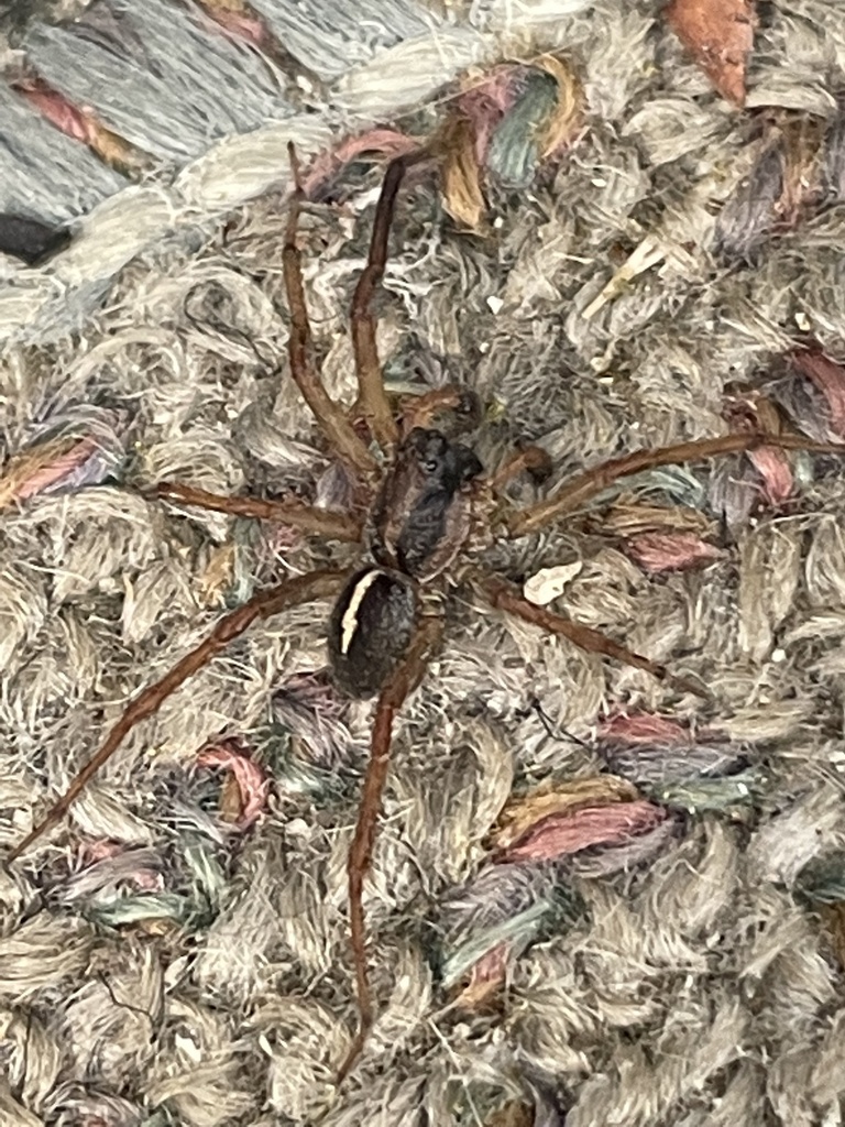 Wolf Spiders and Allies from Frankston South, VIC, AU on September 05 ...