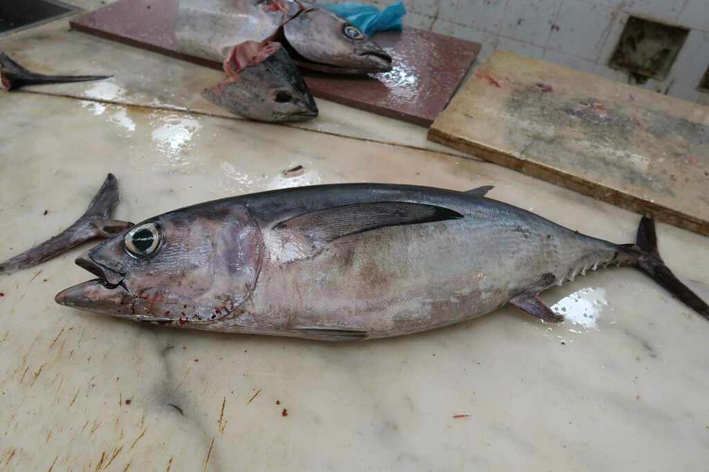 Albacore (HRX - Marine Megafauna of Cabo Verde) · iNaturalist