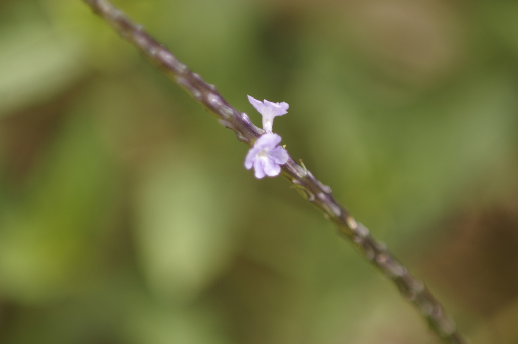 Blue Porterweed from Maryborough, AU-QL, AU on September 05, 2022 at 11 ...
