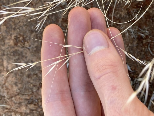 Aristida contorta · NaturaLista Colombia
