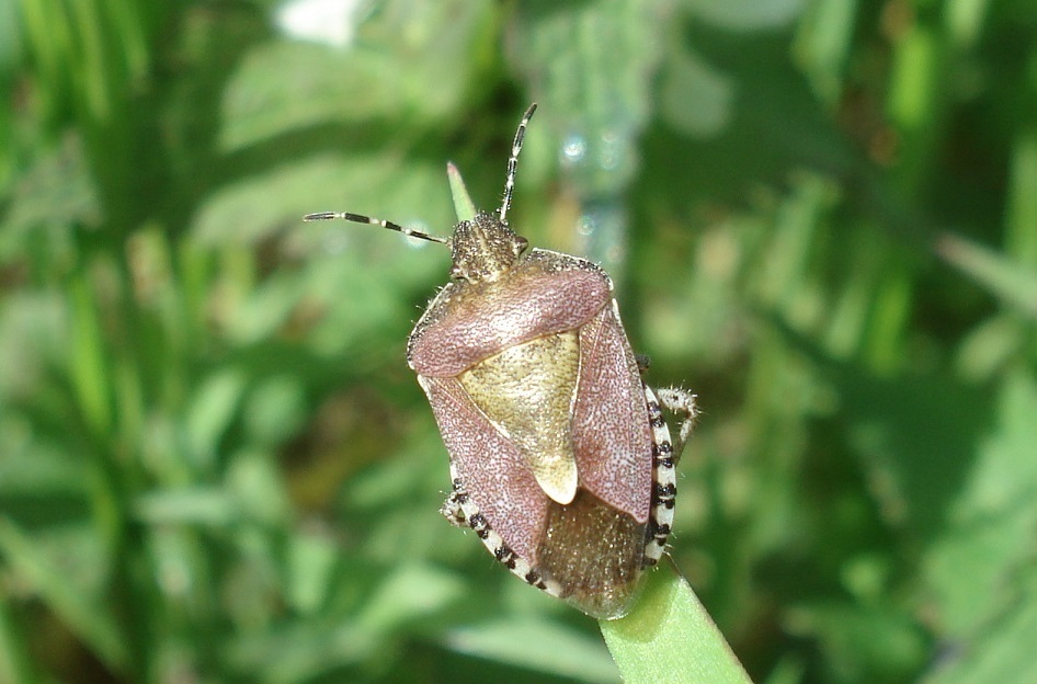 Sloe Bug from Chociszewo, Polska on May 21, 2021 at 01:57 PM by Lucyna ...