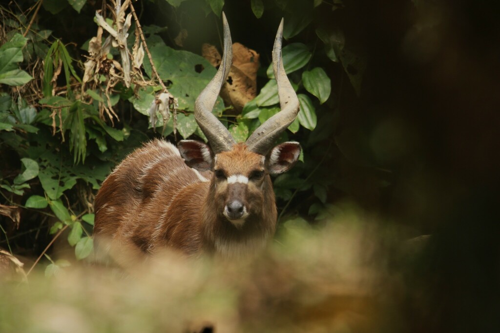 Sitatunga (Tragelaphus spekii) - Know Your Mammals