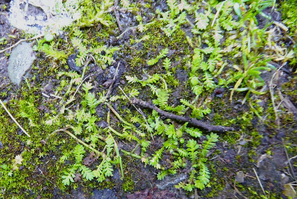 Leptinella nana in August 2022 by Aalbert Rebergen. Self-stablished on ...